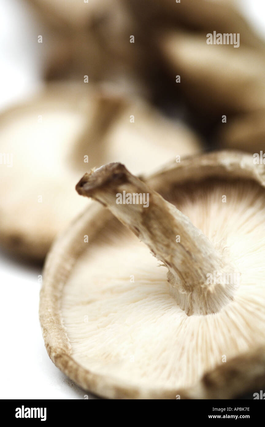 Farmed fungi hi-res stock photography and images - Alamy