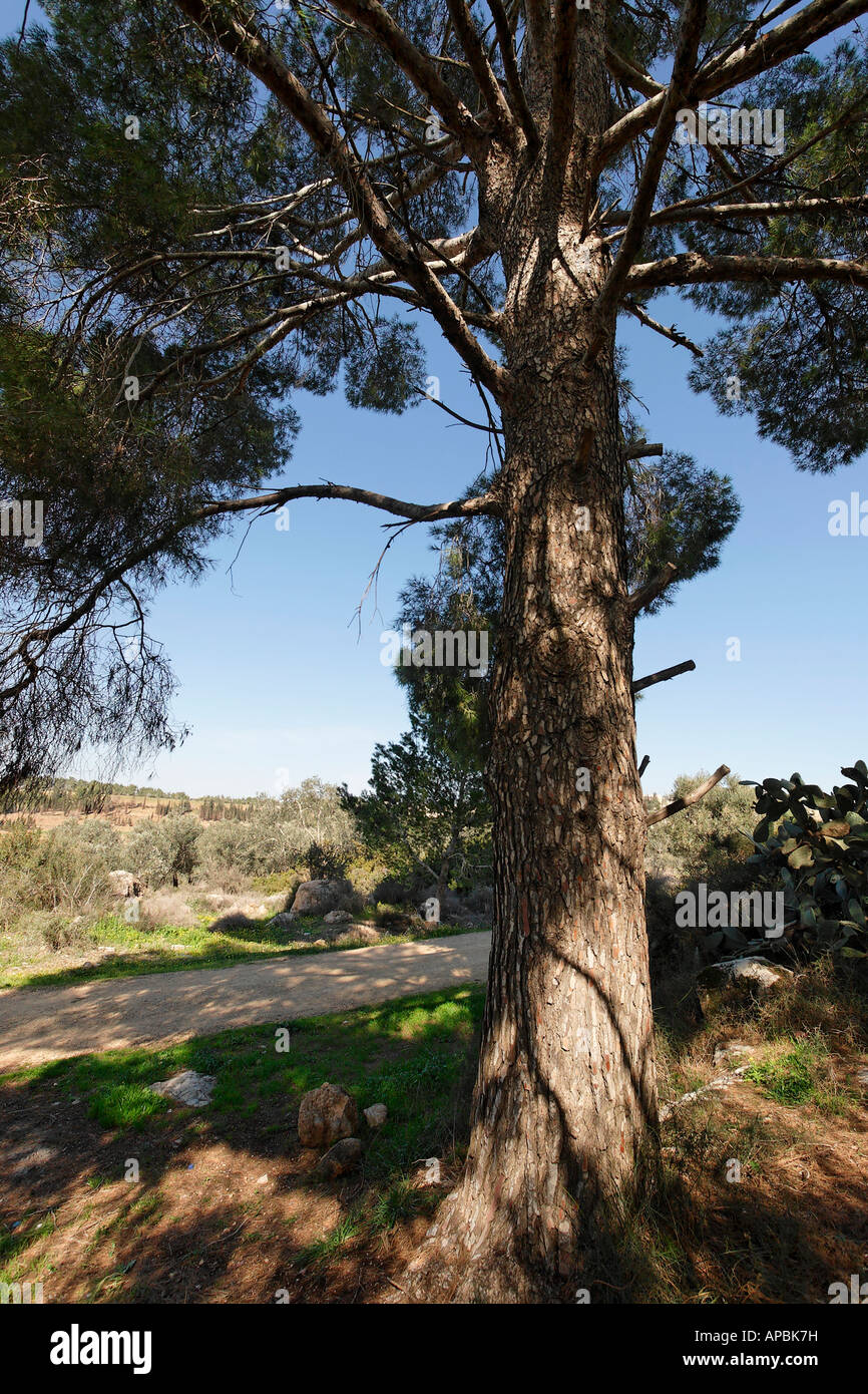 Israel Jezreel Valley Aleppo Pine tree in Sarid Stock Photo - Alamy