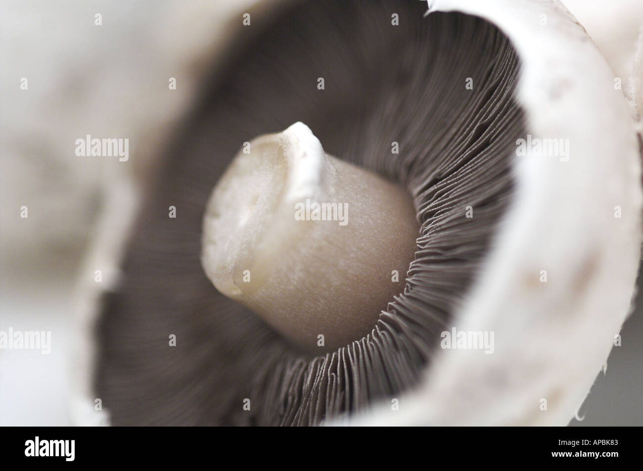 Farmed fungi hi-res stock photography and images - Alamy