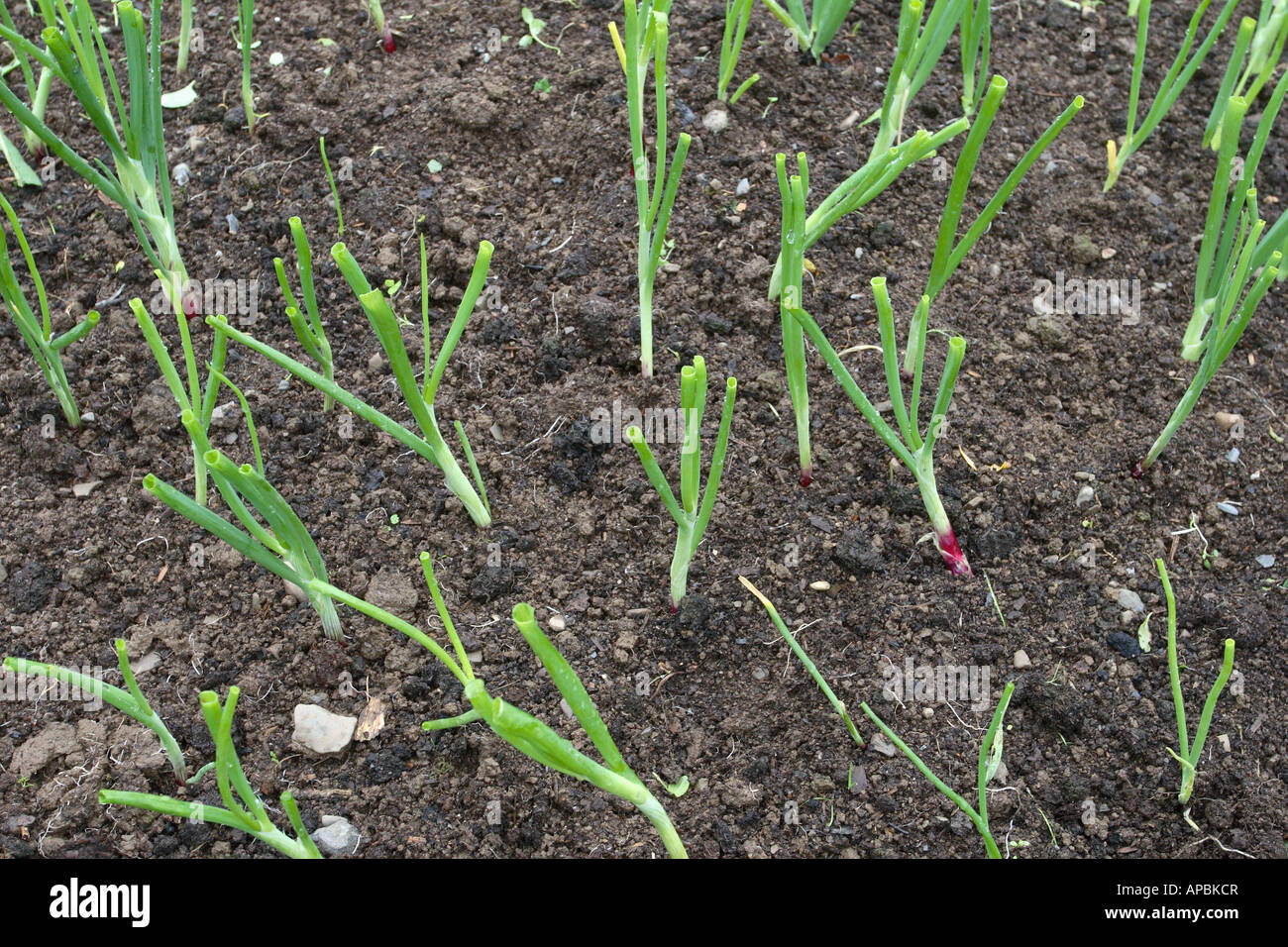 Onion growing tips hi-res stock photography and images - Alamy
