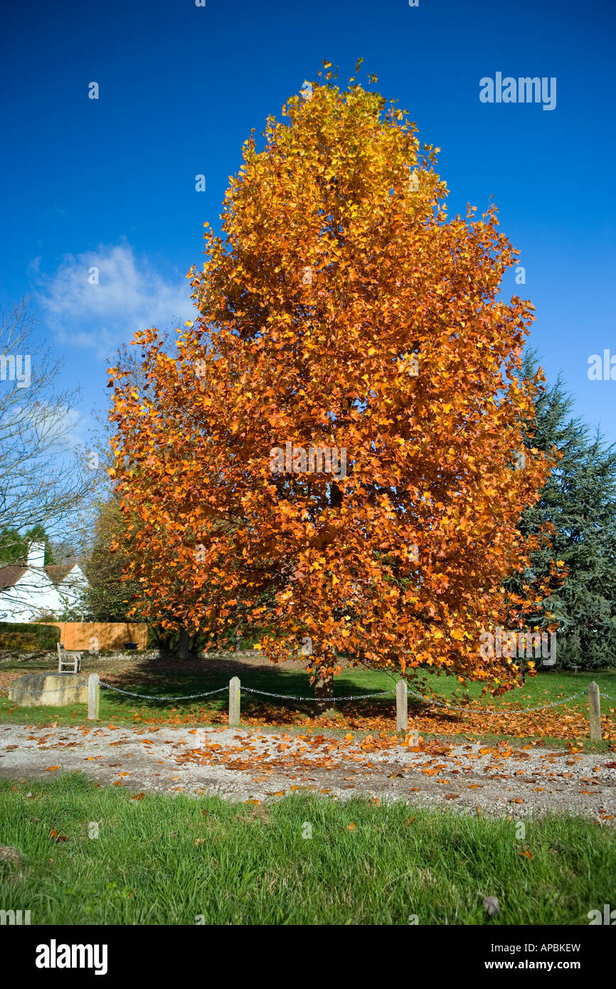 Tree foliage hi-res stock photography and images - Alamy