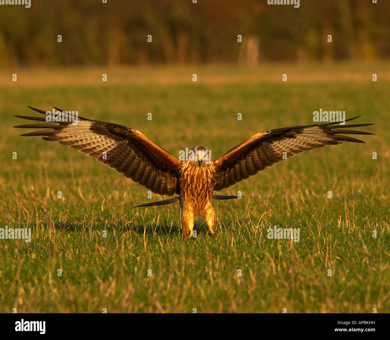 Red kite landing in a field Stock Photo - Alamy