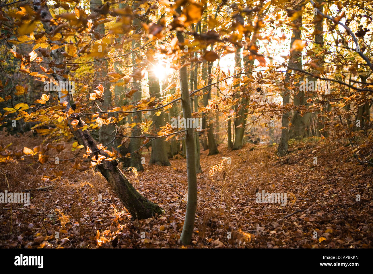 Woodland Kent England UK Stock Photo - Alamy