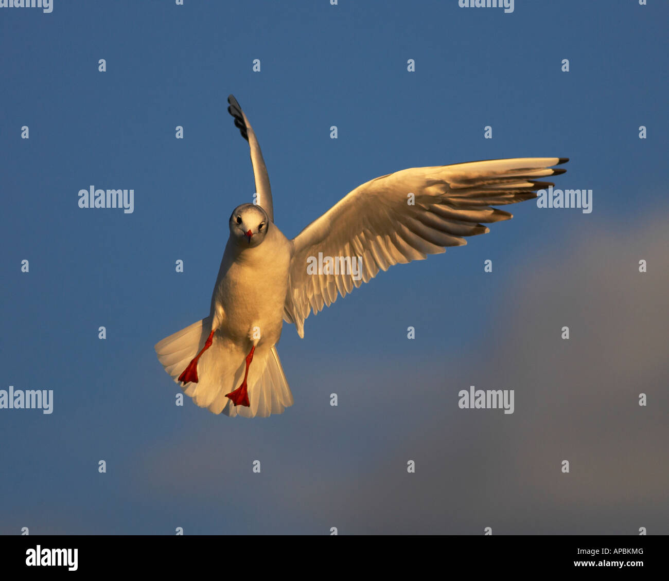 Gull seagull flight flying landing hi-res stock photography and images ...