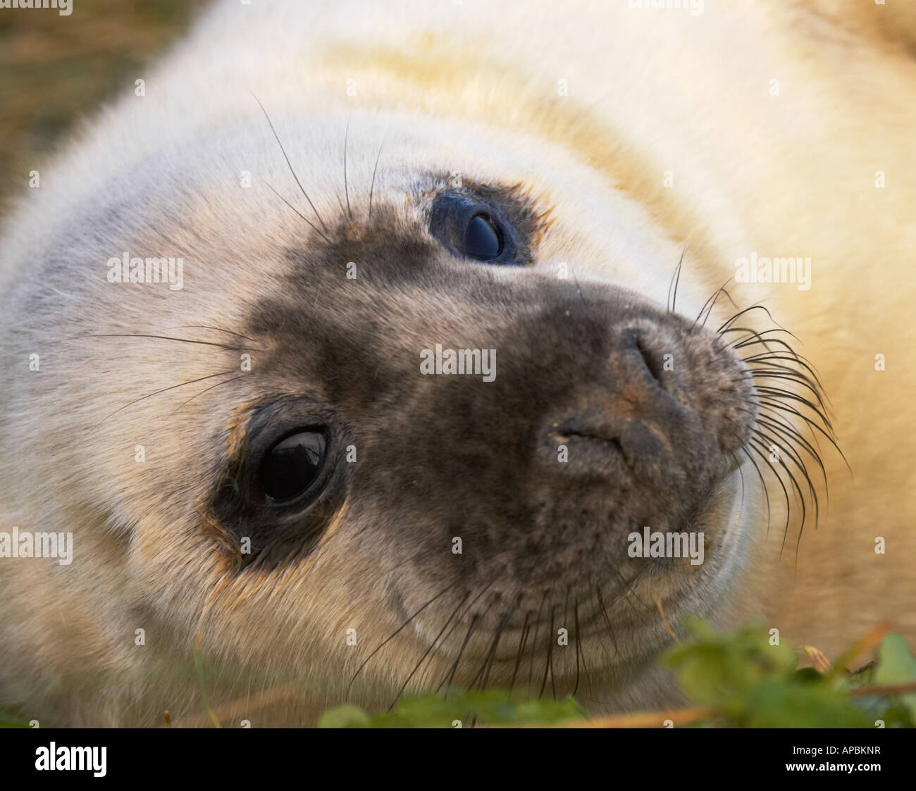 Seal face hi-res stock photography and images - Alamy