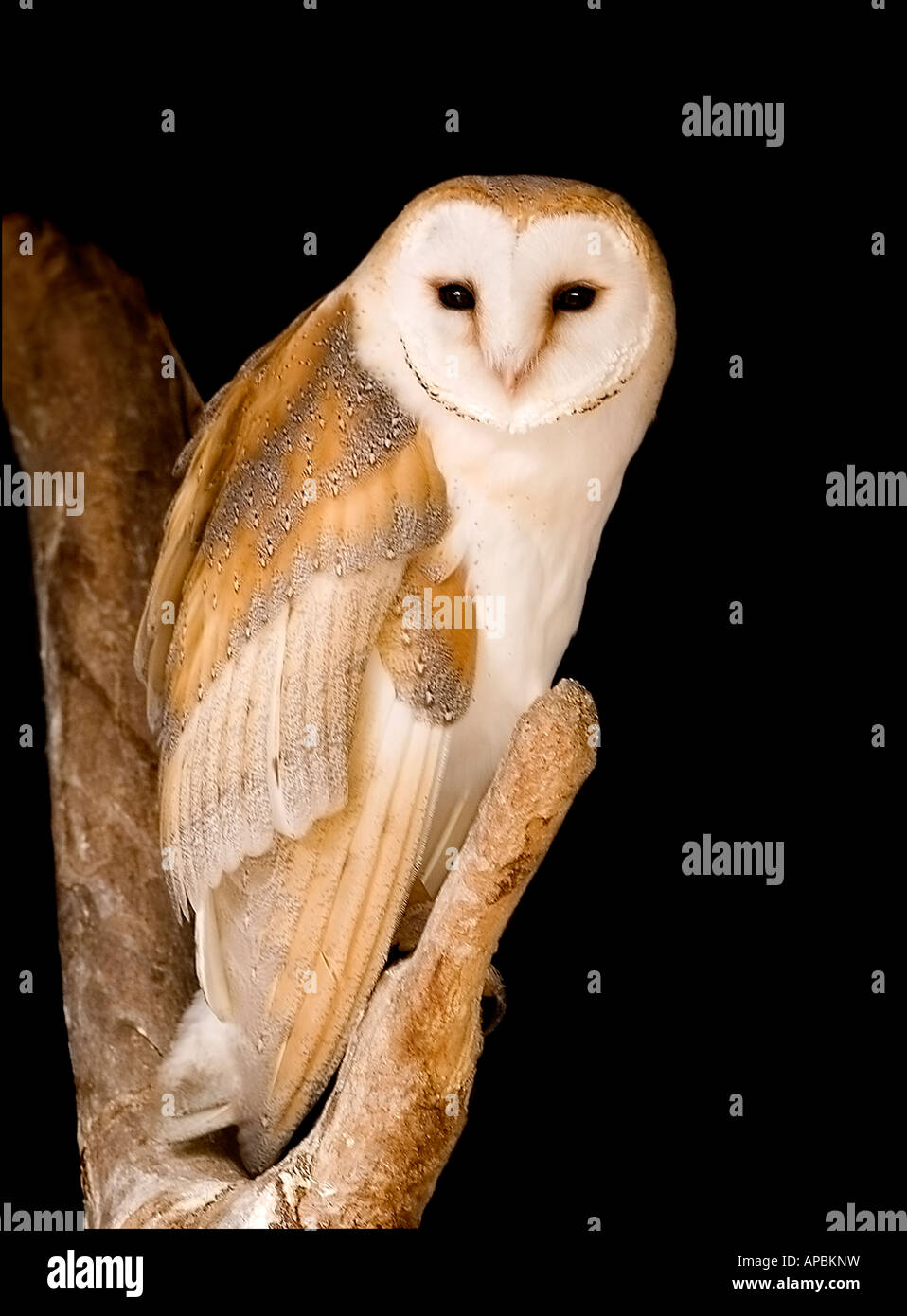 Barn Owl sitting on a tree Stock Photo - Alamy