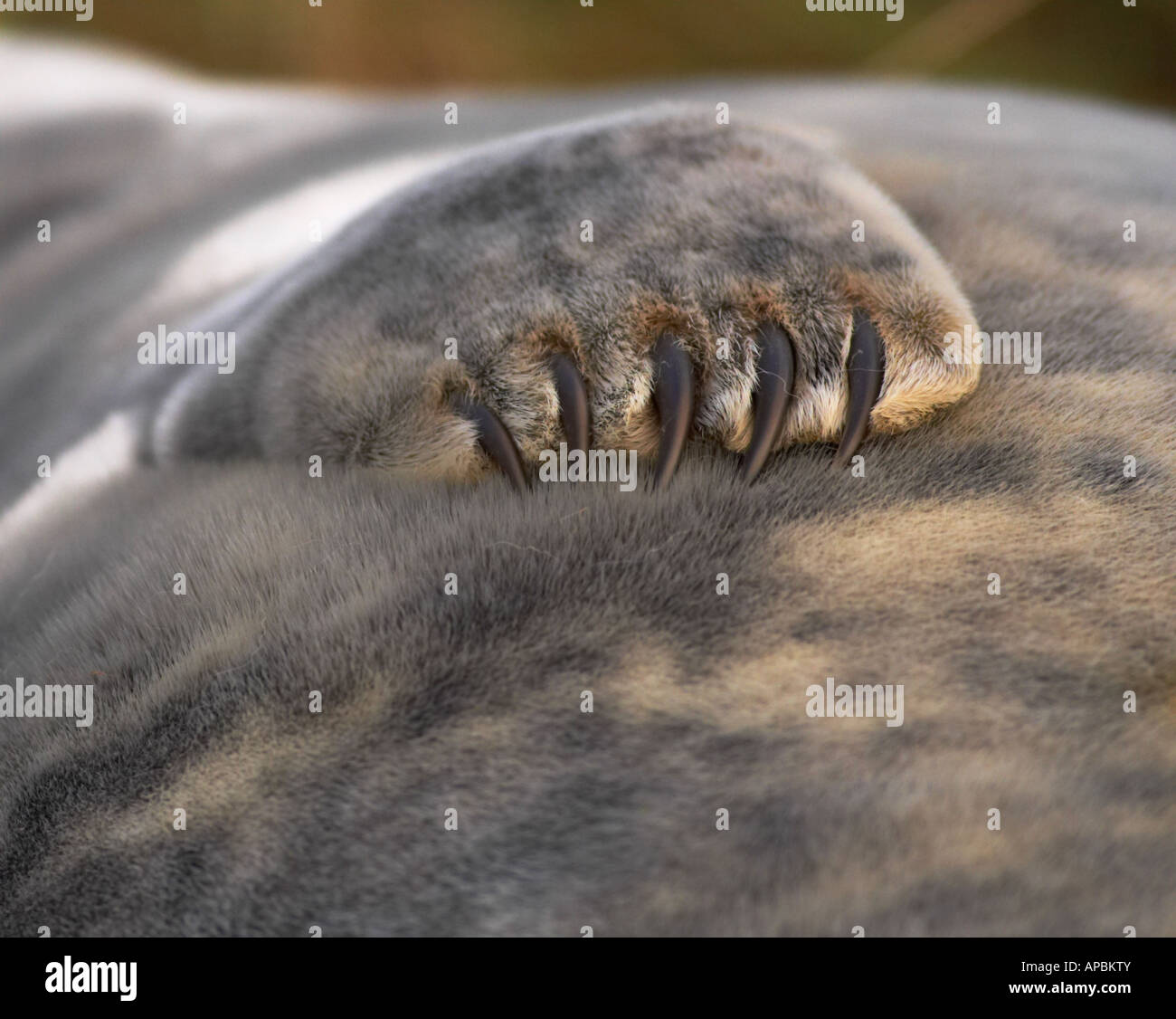 Paw grey seal hi-res stock photography and images - Alamy