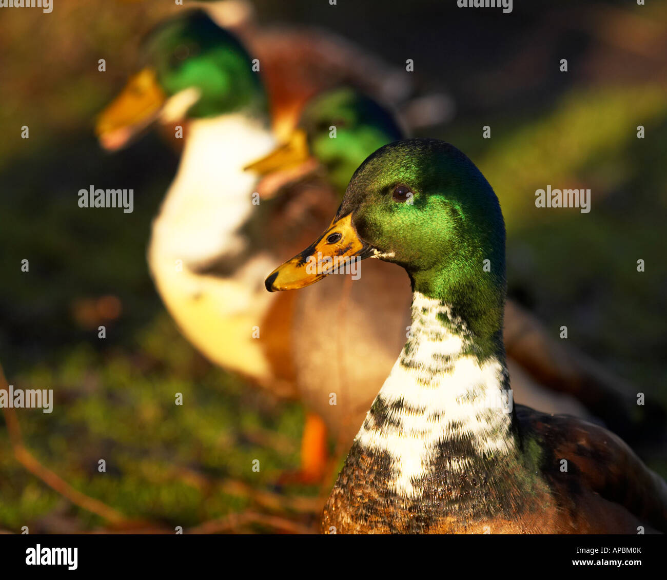 A row of male mallards Stock Photo - Alamy