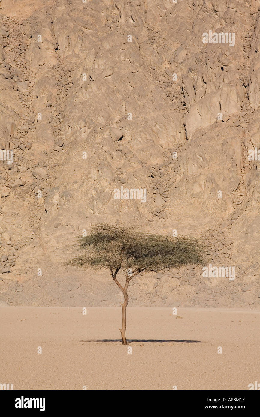 Lone tree in the Sinai desert near Sharm el Sheikh Egypt Stock Photo ...