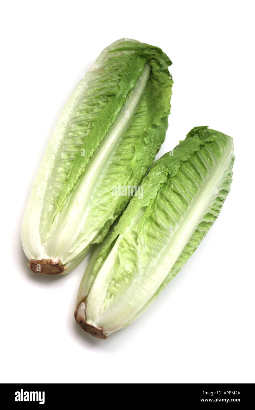 Vegetable Lettuce Hearts of Romaine Cos Lettuce Stock Photo - Alamy