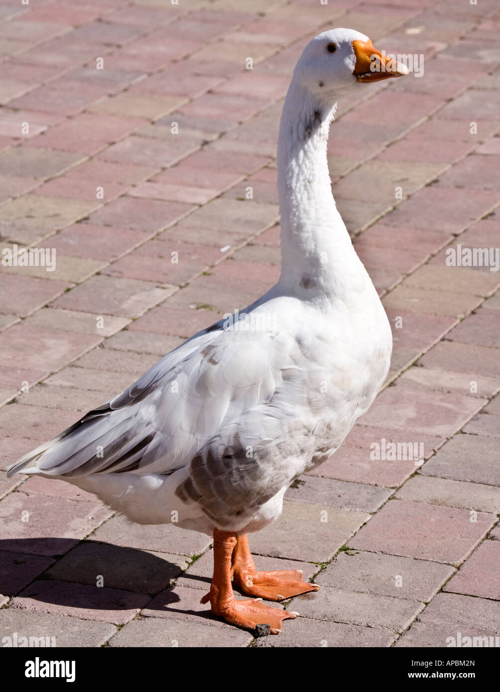 A domestic white goose standing on a paved area Stock Photo - Alamy