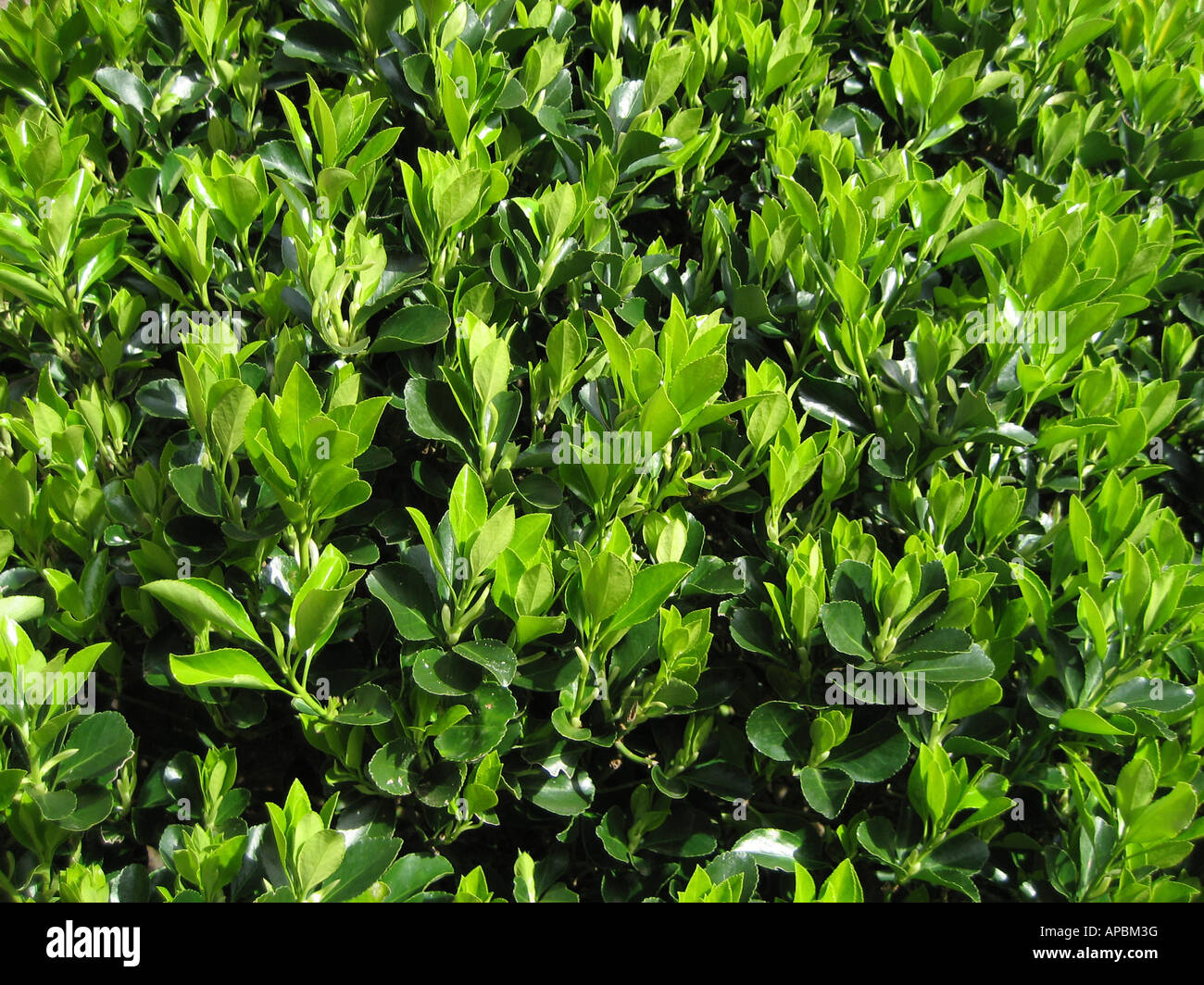 Privet with new growth hi-res stock photography and images - Alamy