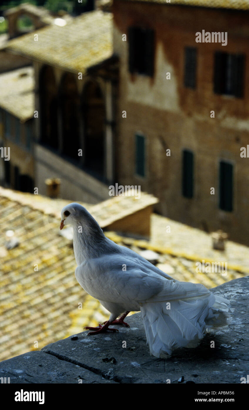 White dove looking down at the back streets from Palazzo Pubblico ...