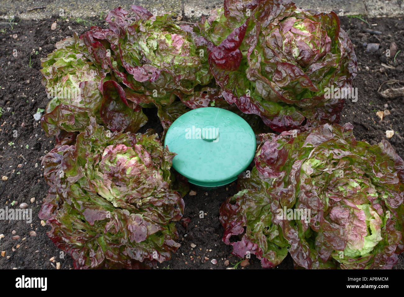 TRAPPING SLUGS USING A SLUG PUB Stock Photo - Alamy