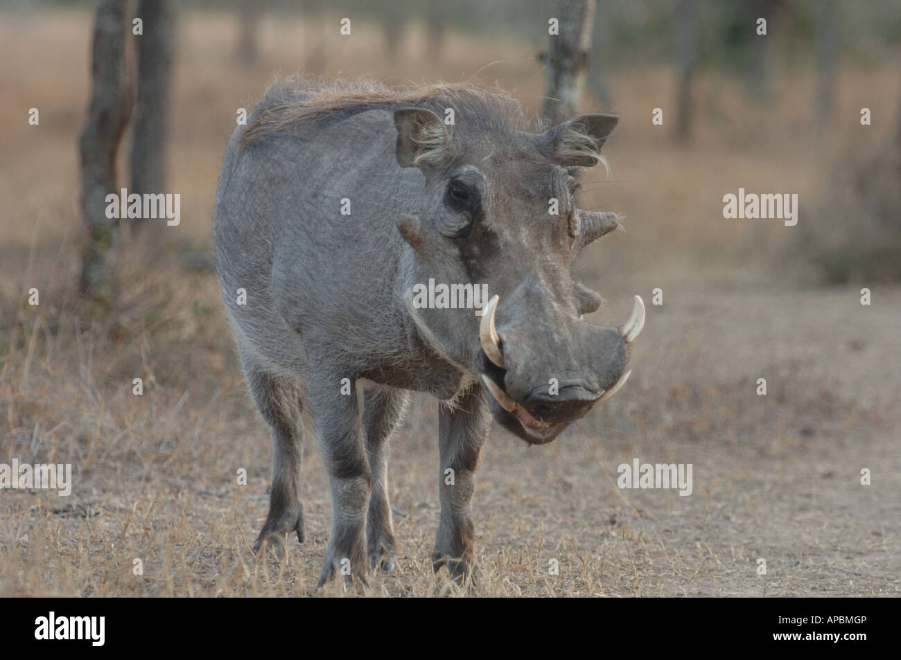 wart-hog in Africa Stock Photo - Alamy