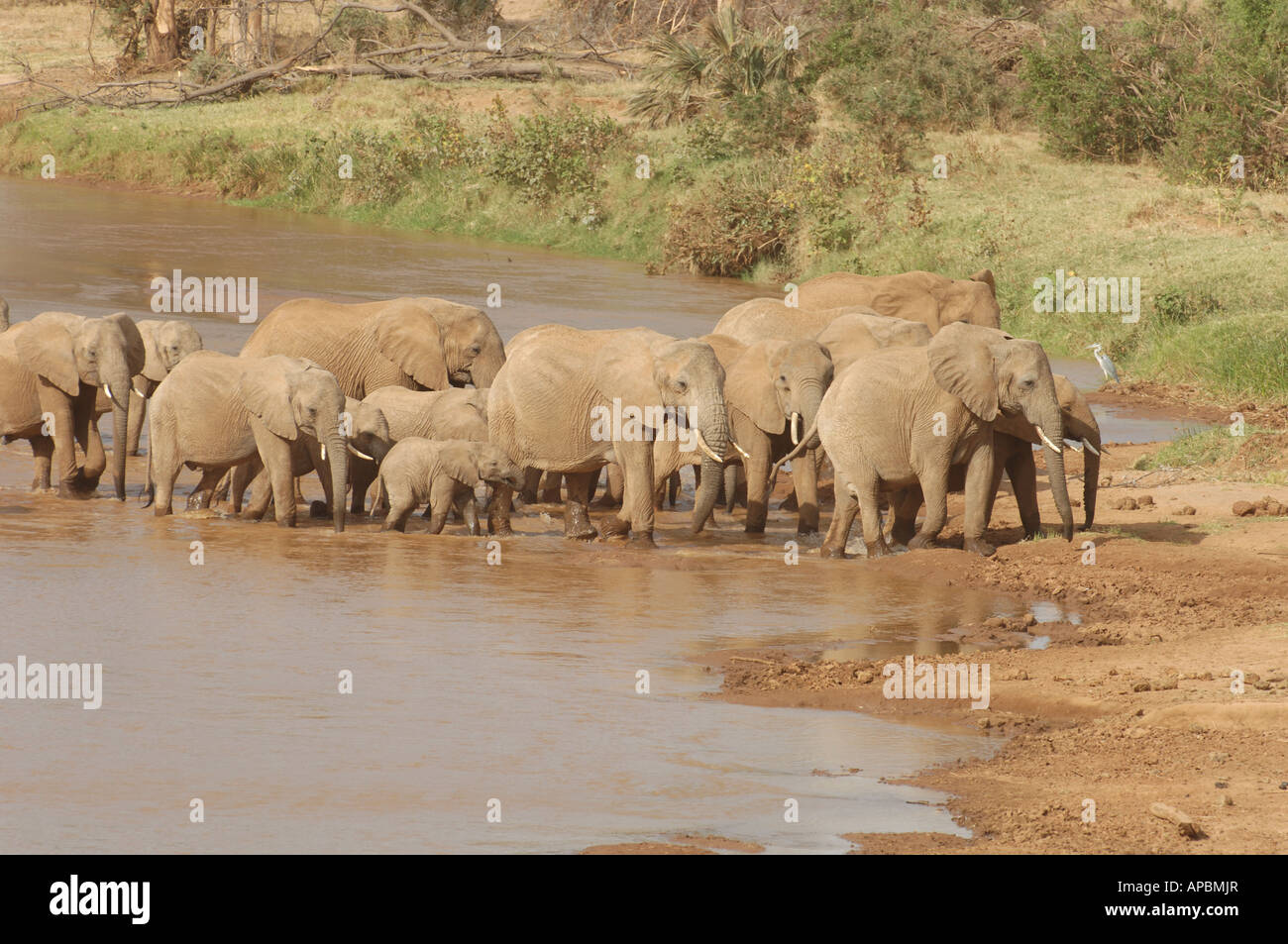 Baby Elephant Crossing A River High Resolution Stock Photography and ...