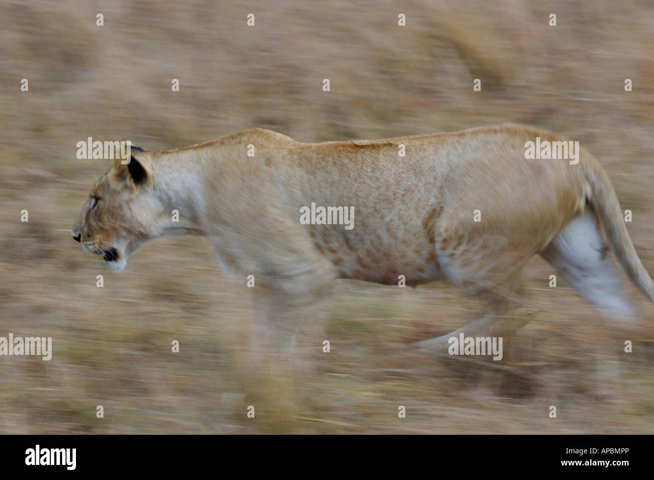 Male lion motion blur hi-res stock photography and images - Alamy