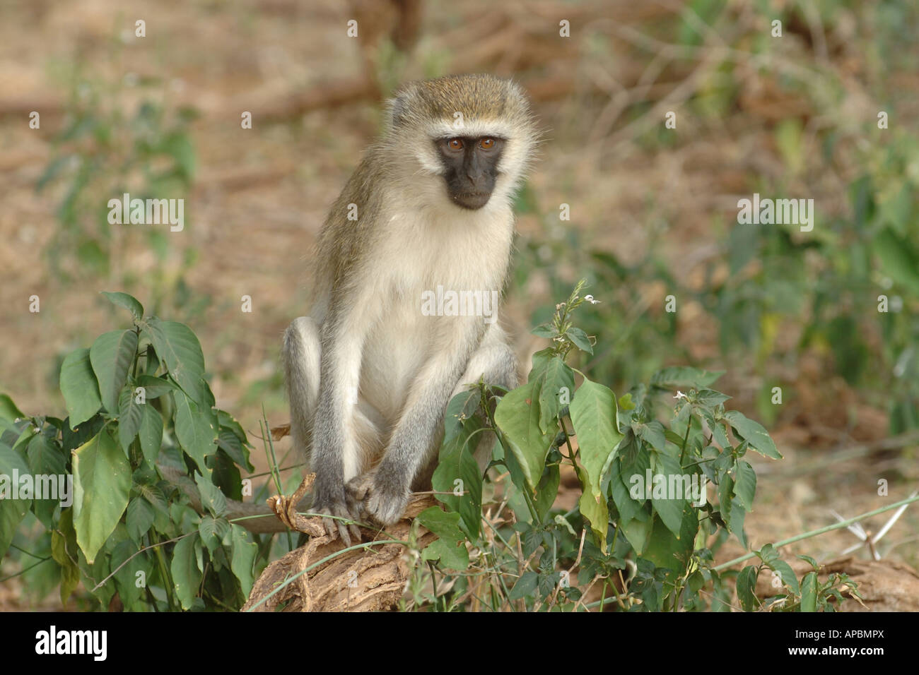 monkey in Africa Stock Photo - Alamy