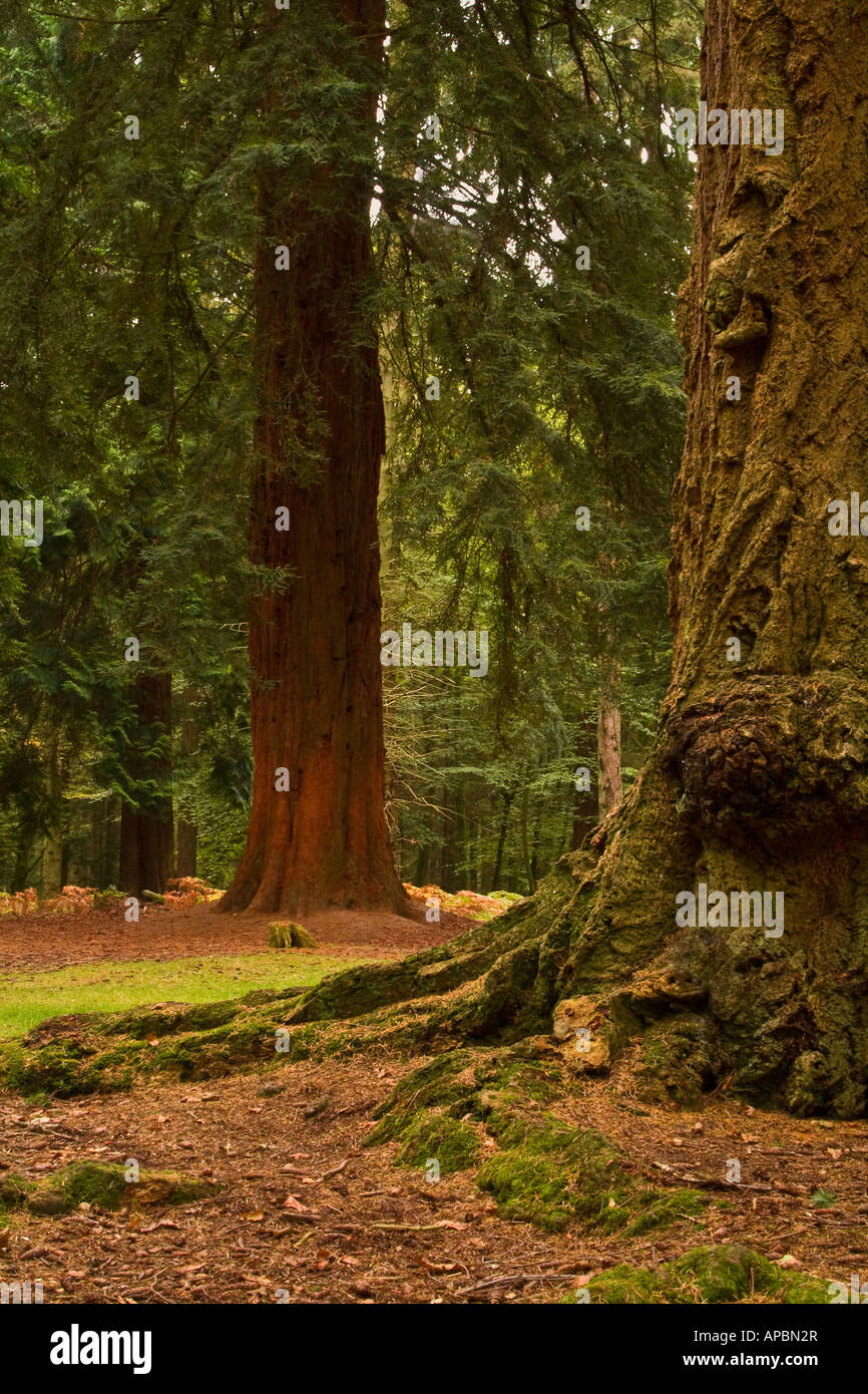 Redwood in the New Forest, England UK Stock Photo - Alamy