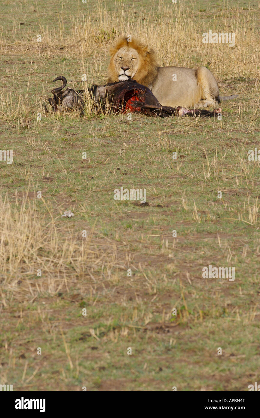 African Lion Kill Stock Photo - Alamy