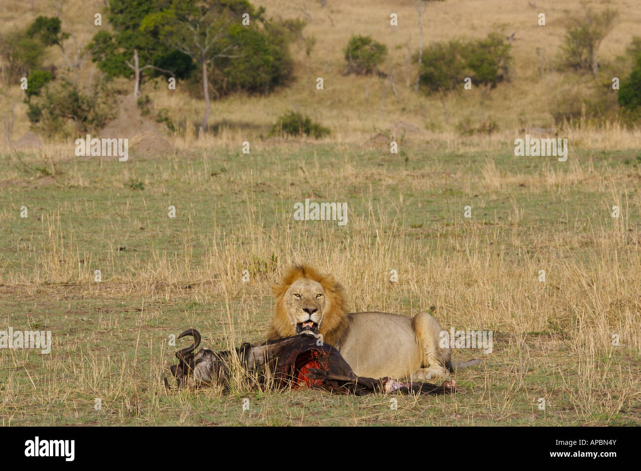 African Lion Kill Stock Photo - Alamy