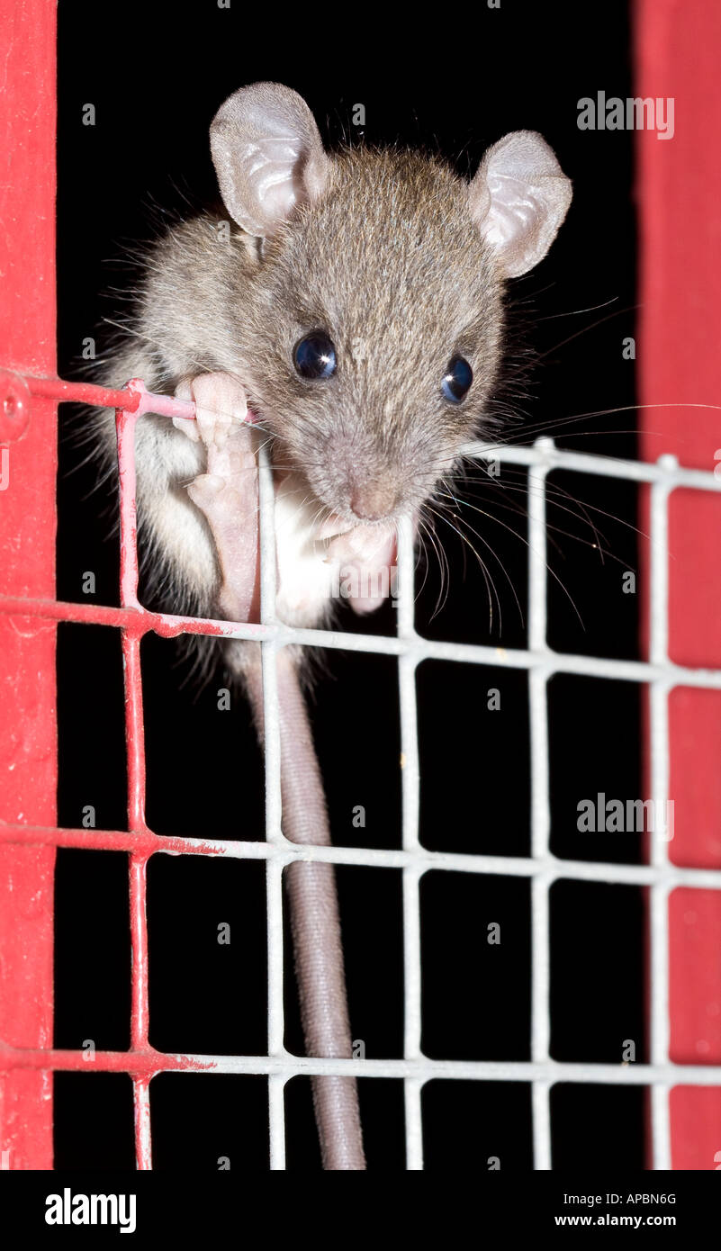 Scared mouse hi-res stock photography and images - Alamy