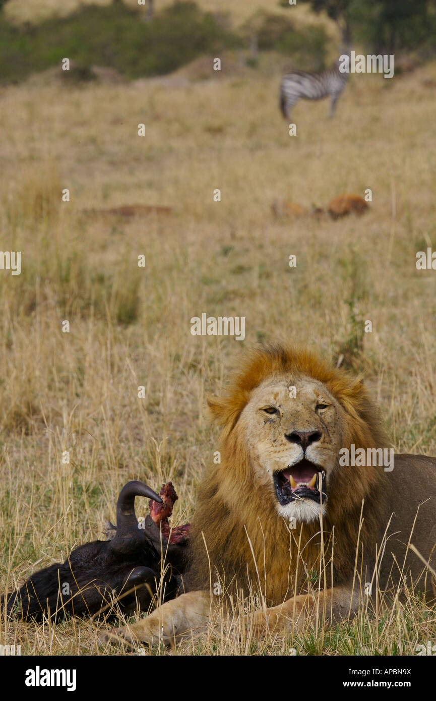 African Lion Kill Stock Photo - Alamy