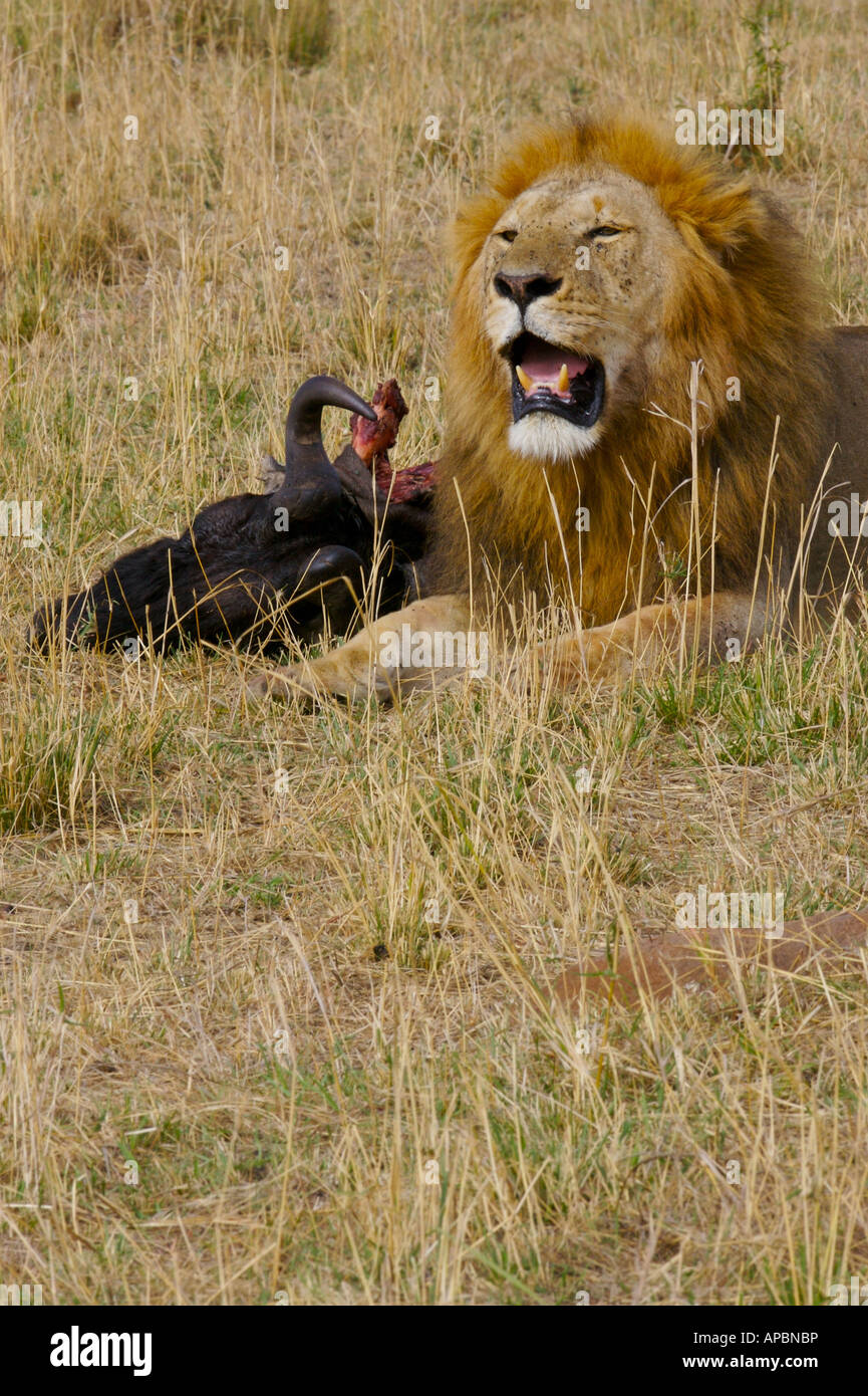 African Lion Kill Stock Photo - Alamy