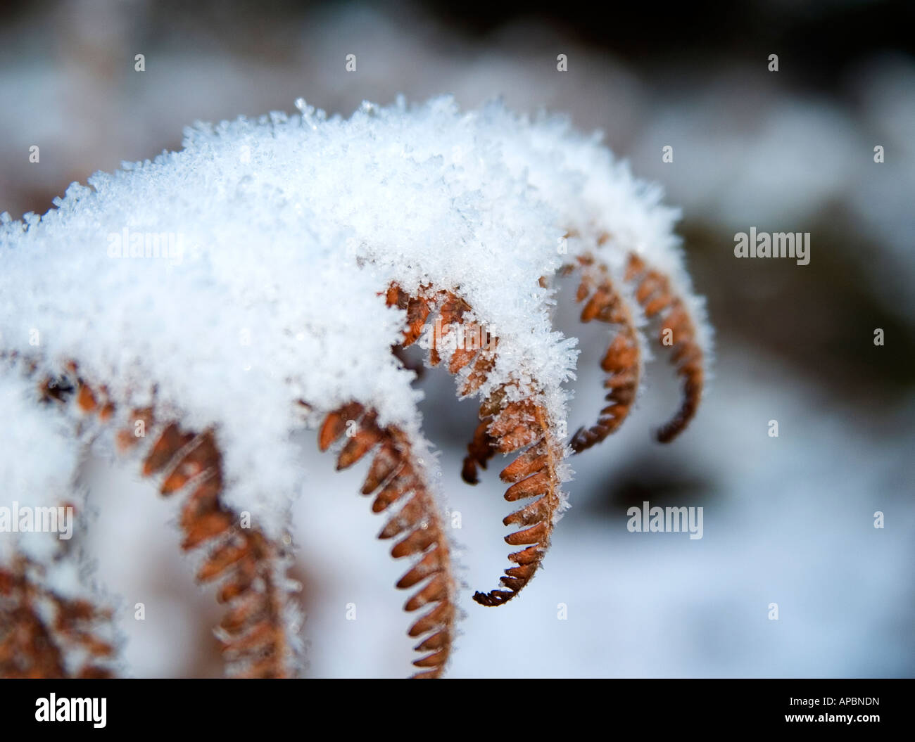 Winter Bracken in Snow Stock Photo - Alamy