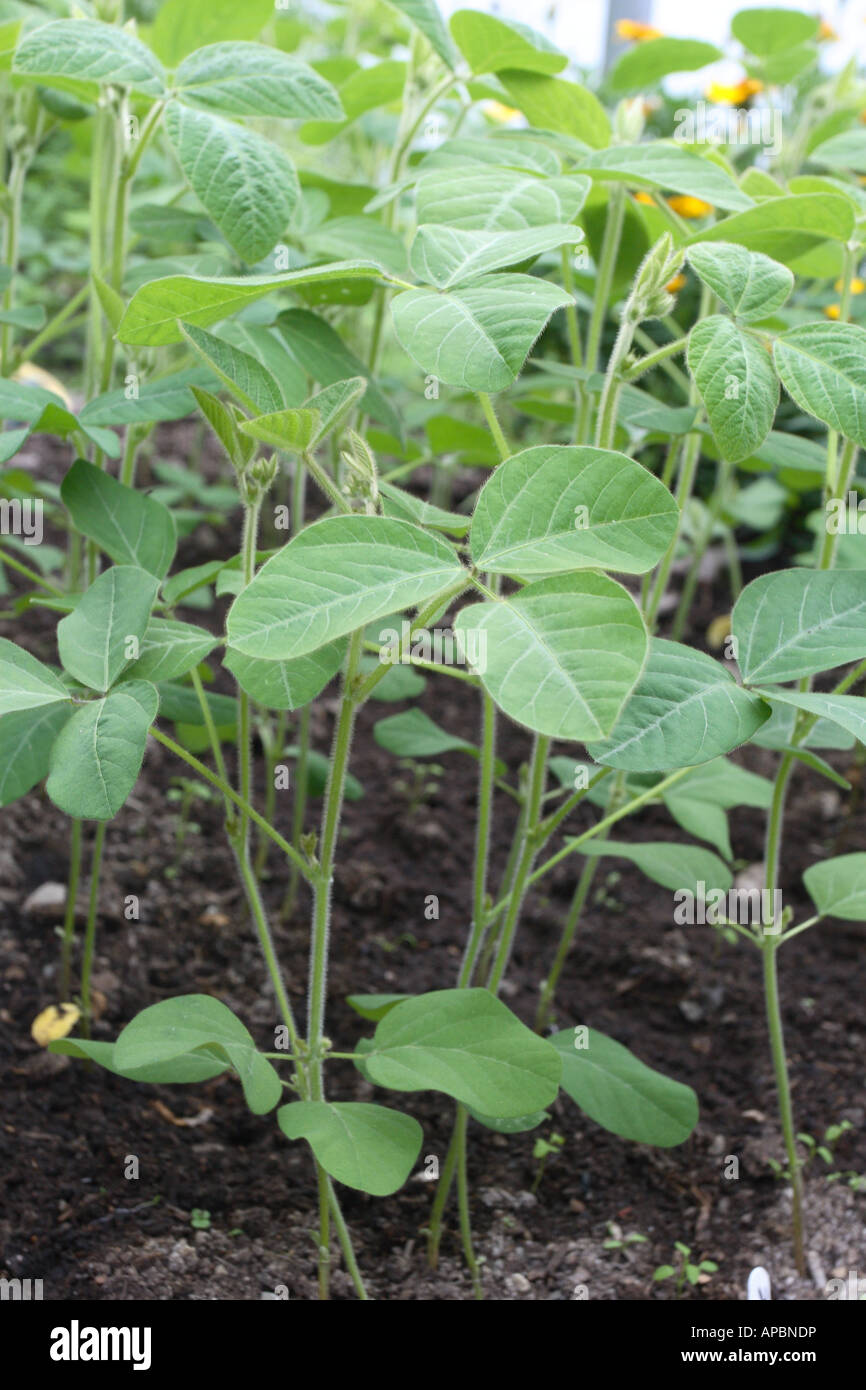 SOYBEAN CLOSE UP OF GROWING PLANTS Stock Photo - Alamy