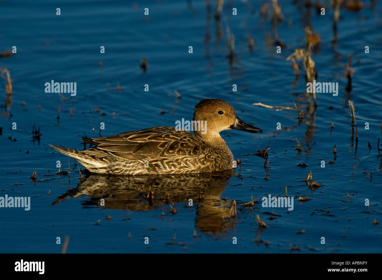 Pintail hen hi-res stock photography and images - Alamy