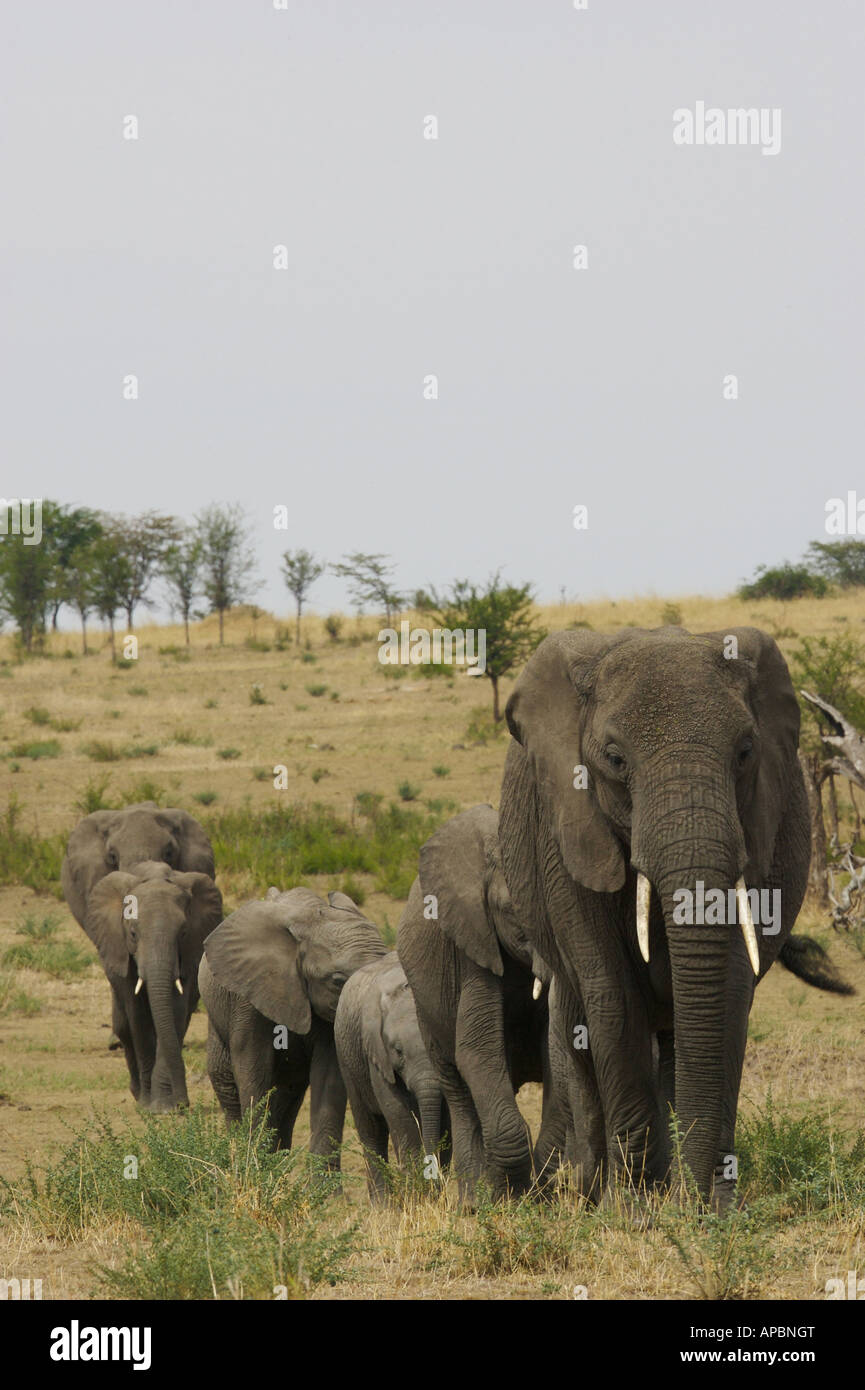 Elephant calf and bull running hi-res stock photography and images - Alamy
