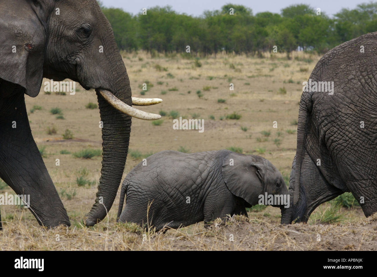 Elephant calf and bull running hi-res stock photography and images - Alamy