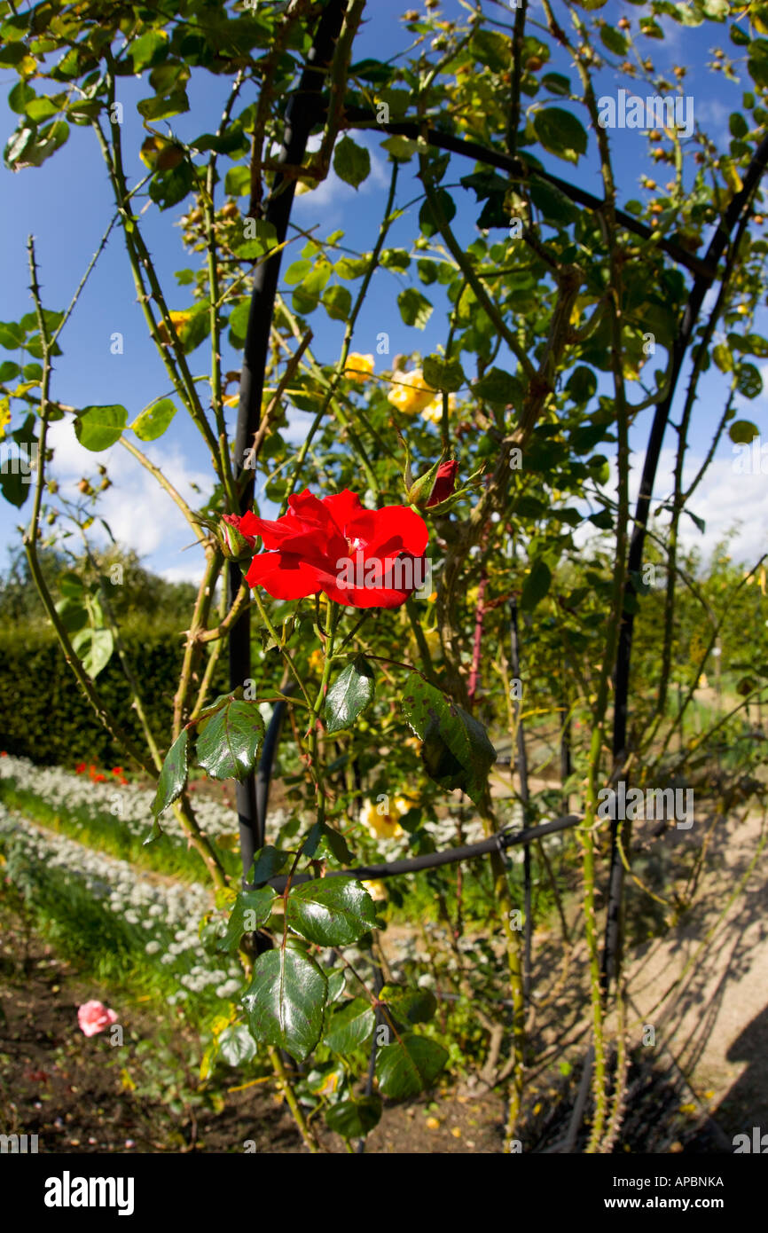 garden organic ryton ryton gardens warwickshire midlands england ryton ...