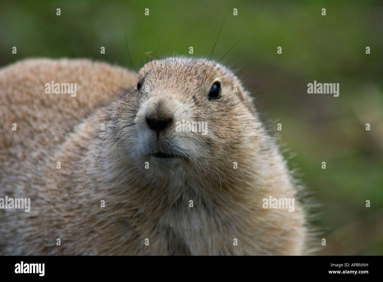 A black tailed prairie dog or marmots (cynomis ludovicianus) at ...