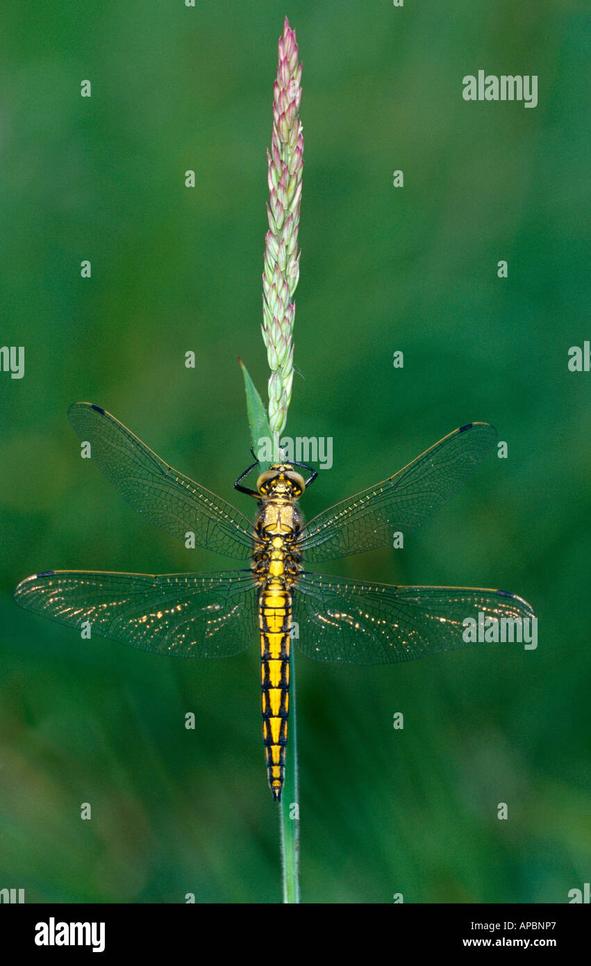 Red tailed skimmer hi-res stock photography and images - Alamy