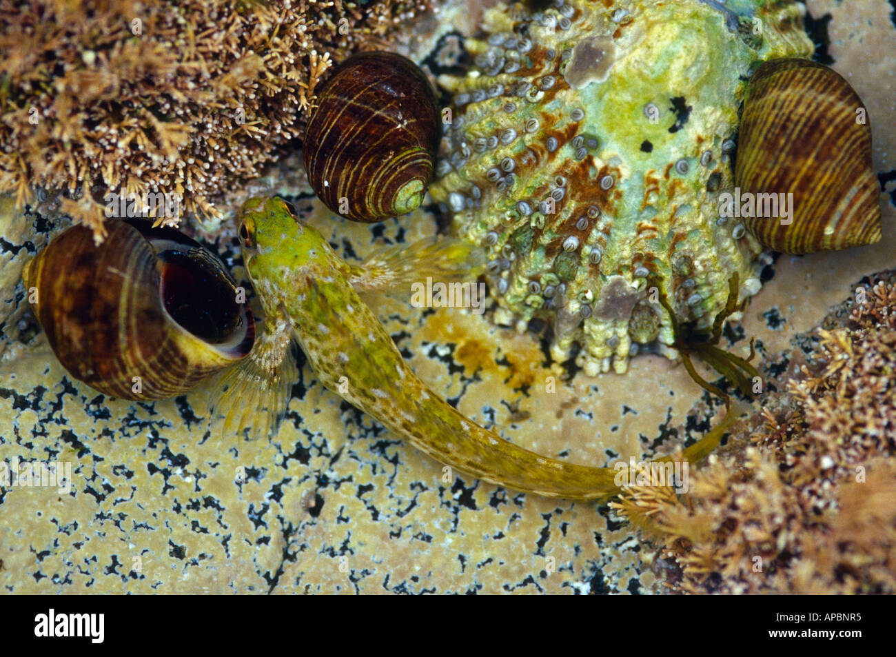 Shanny hi-res stock photography and images - Alamy