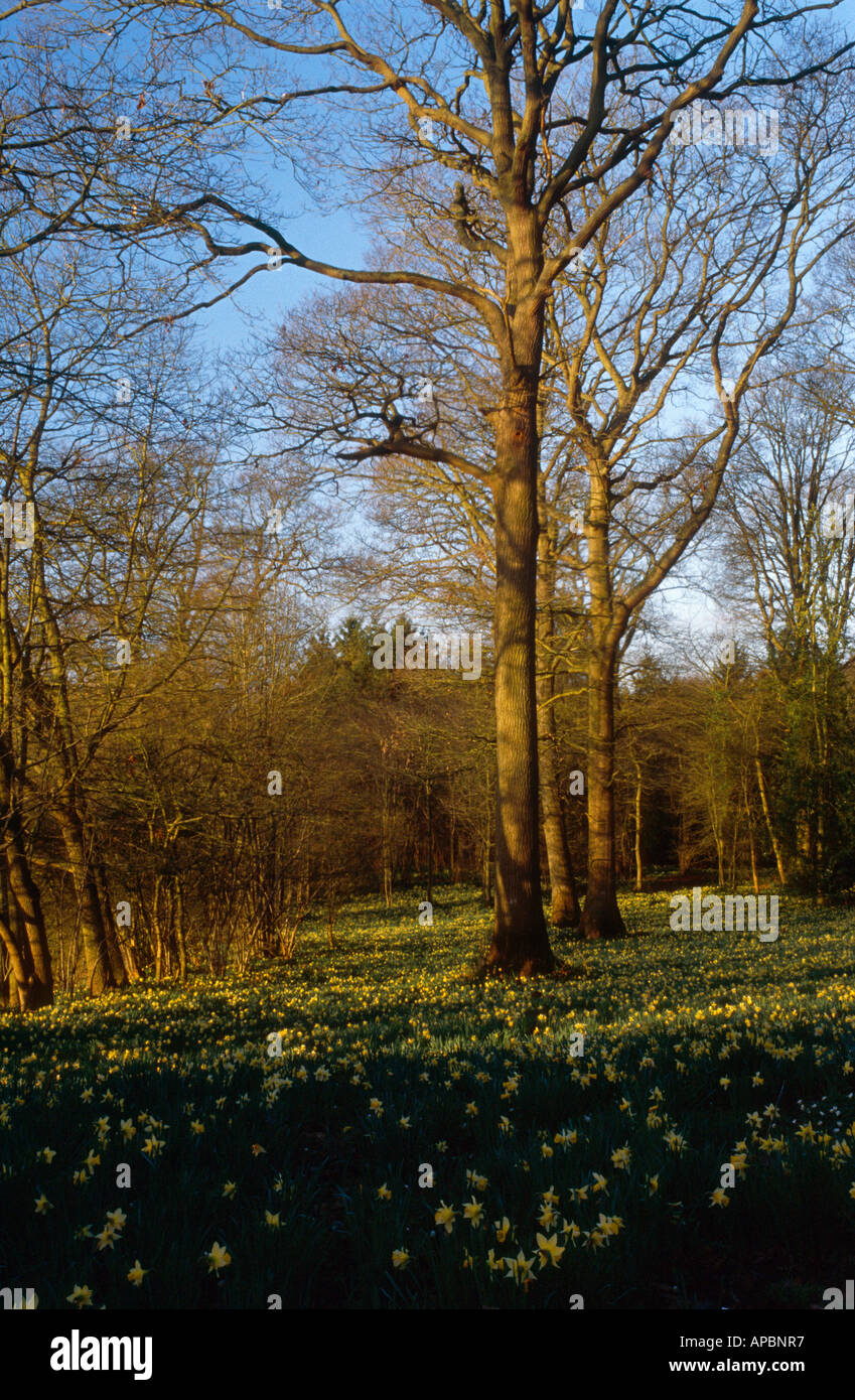 Golden triangle daffodils newent hi-res stock photography and images ...