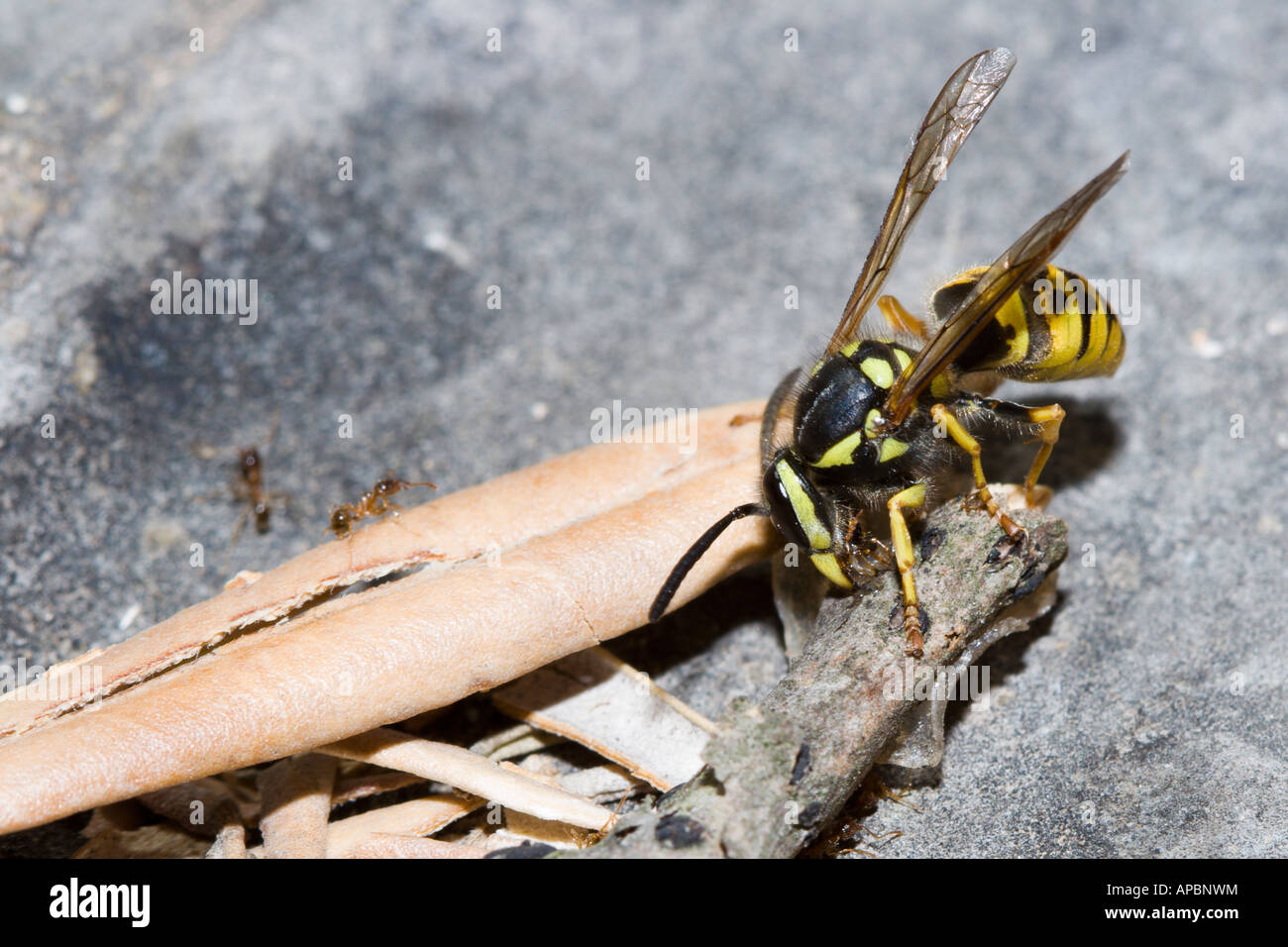 wasp eating ants Stock Photo - Alamy