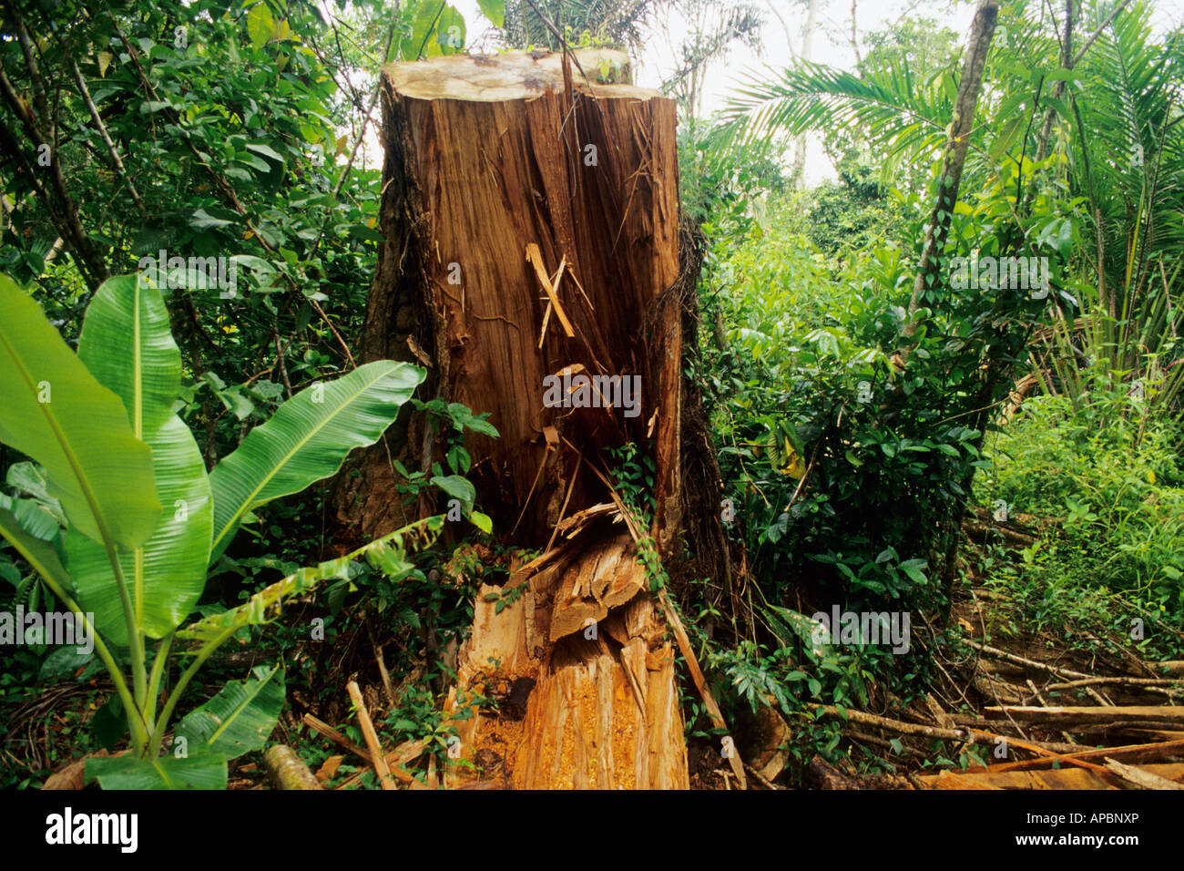 Rainforest tree logging, Costa Rica Stock Photo - Alamy