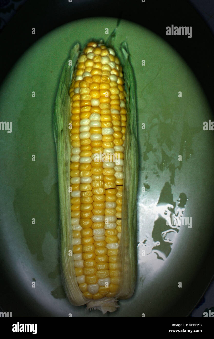 Still Life of Corn on the Cob Viewed From Above Stock Photo - Alamy