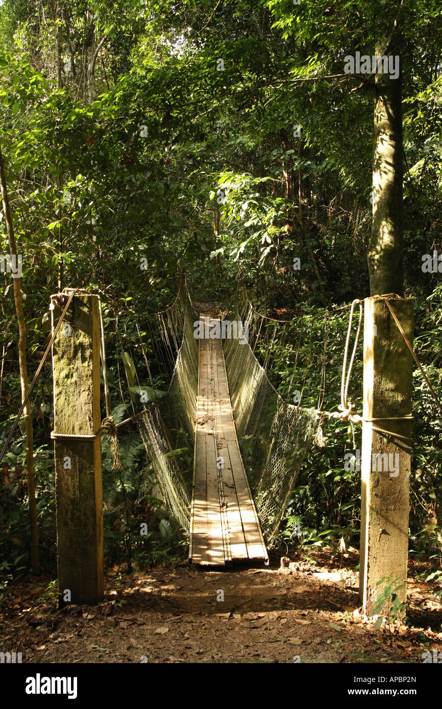 Trail bridge en route to Tabing hide Taman Negara Malaysia Asia Stock ...