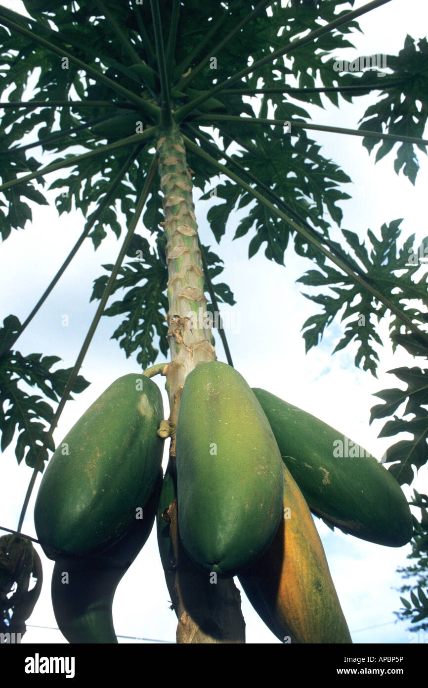 Papaya tree costa rica hi-res stock photography and images - Alamy