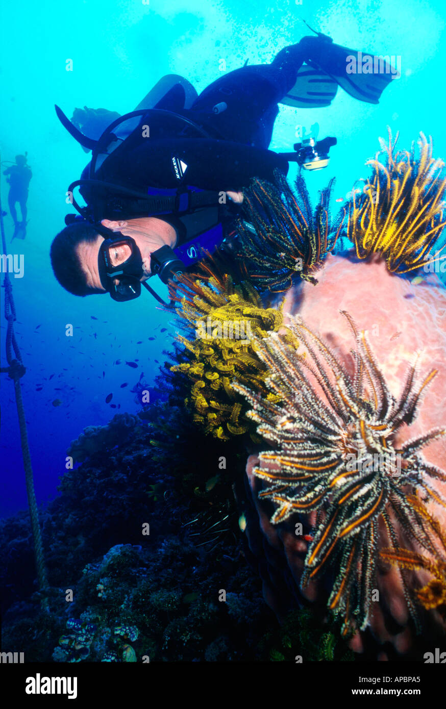 Scuba Diving in the Red Sea Stock Photo - Alamy