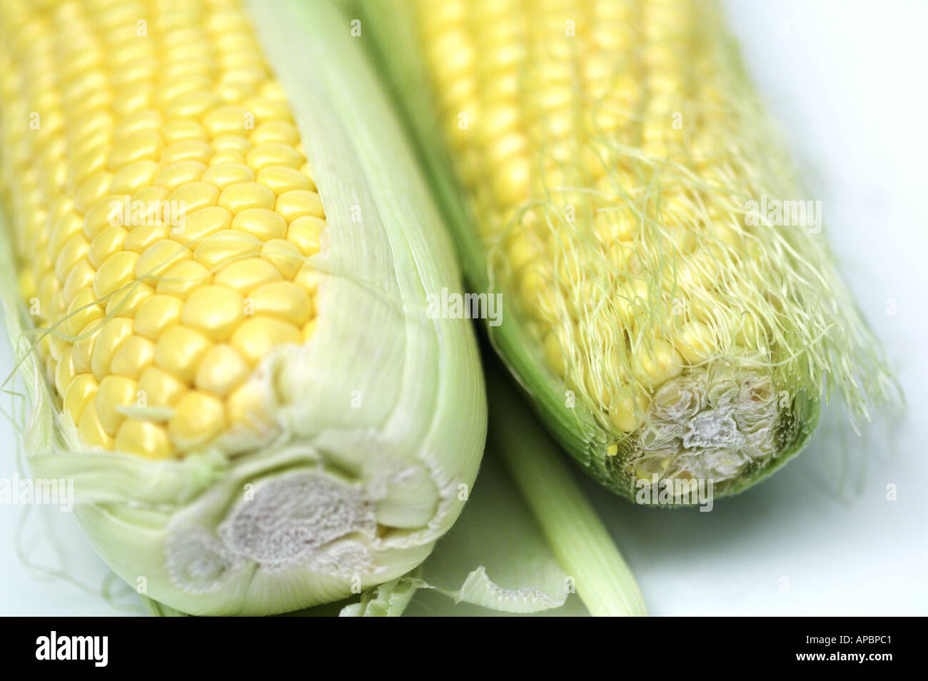 Sweet Corn Sweetcorn Sweet Corn Corn on the Cob Maize Sweetcorn Stock ...
