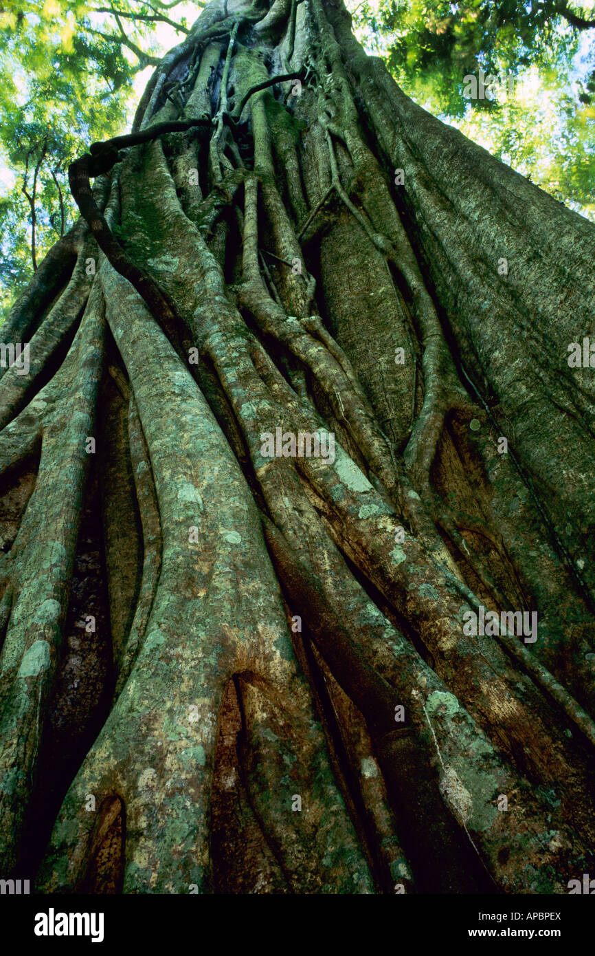 Ficus (fig) tree, Monteverde Cloud Forest Preserve, Costa Rica Stock ...