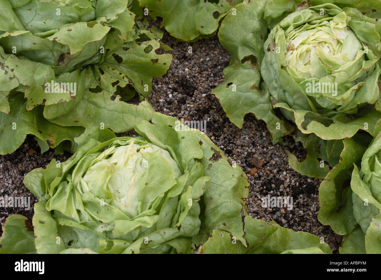 PROTECTION FROM SLUGS USING SLUG STOPPA GRANULES Stock Photo - Alamy