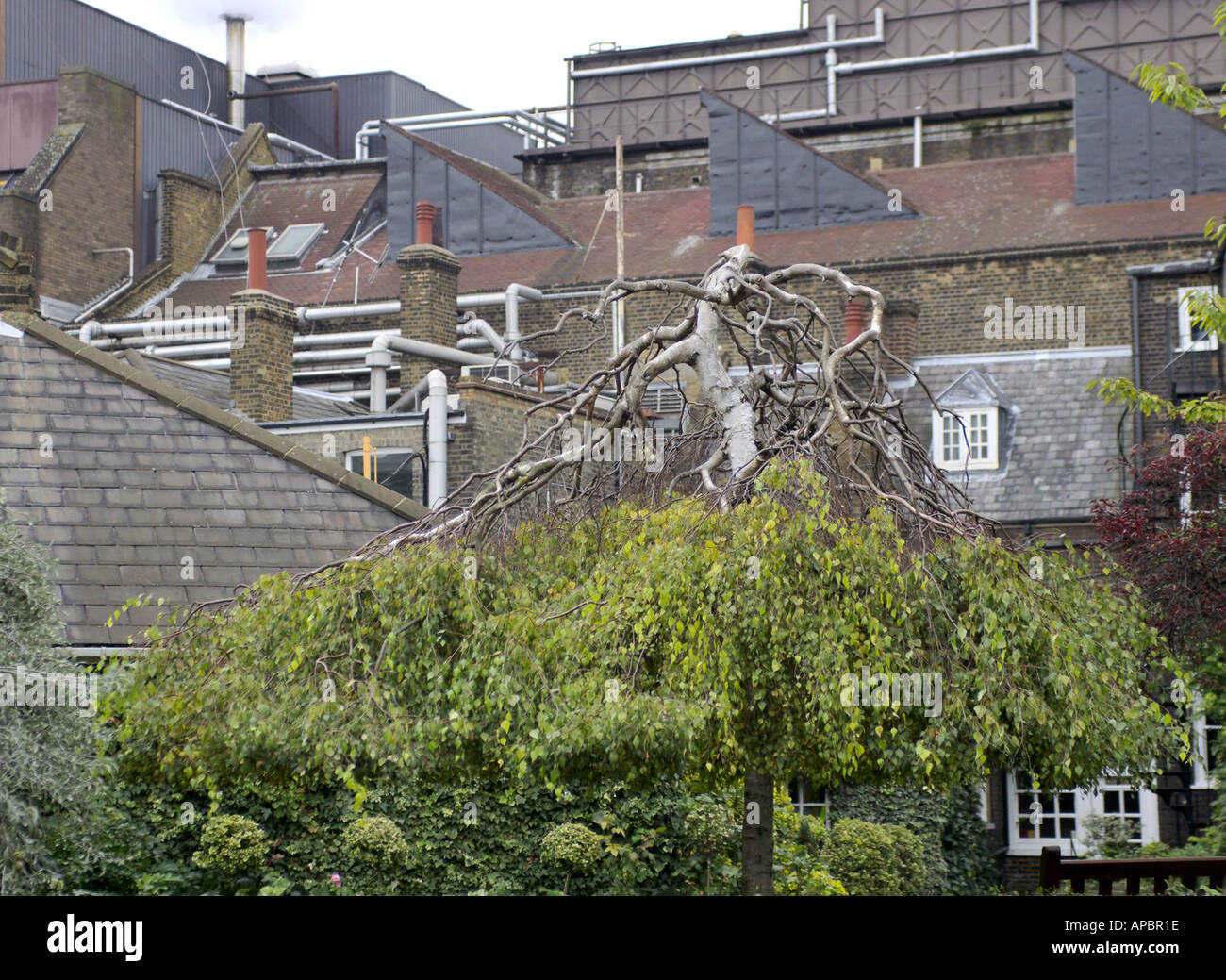 Juxtaposition tree with youngs brewery behind Stock Photo - Alamy