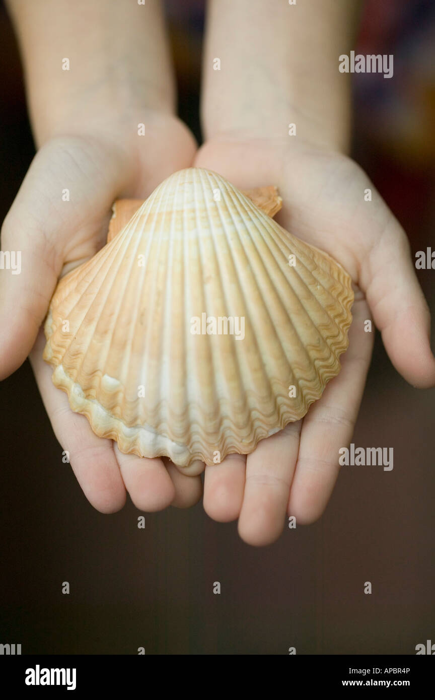 young child holds large sea shell scallop shell in hands Stock Photo ...