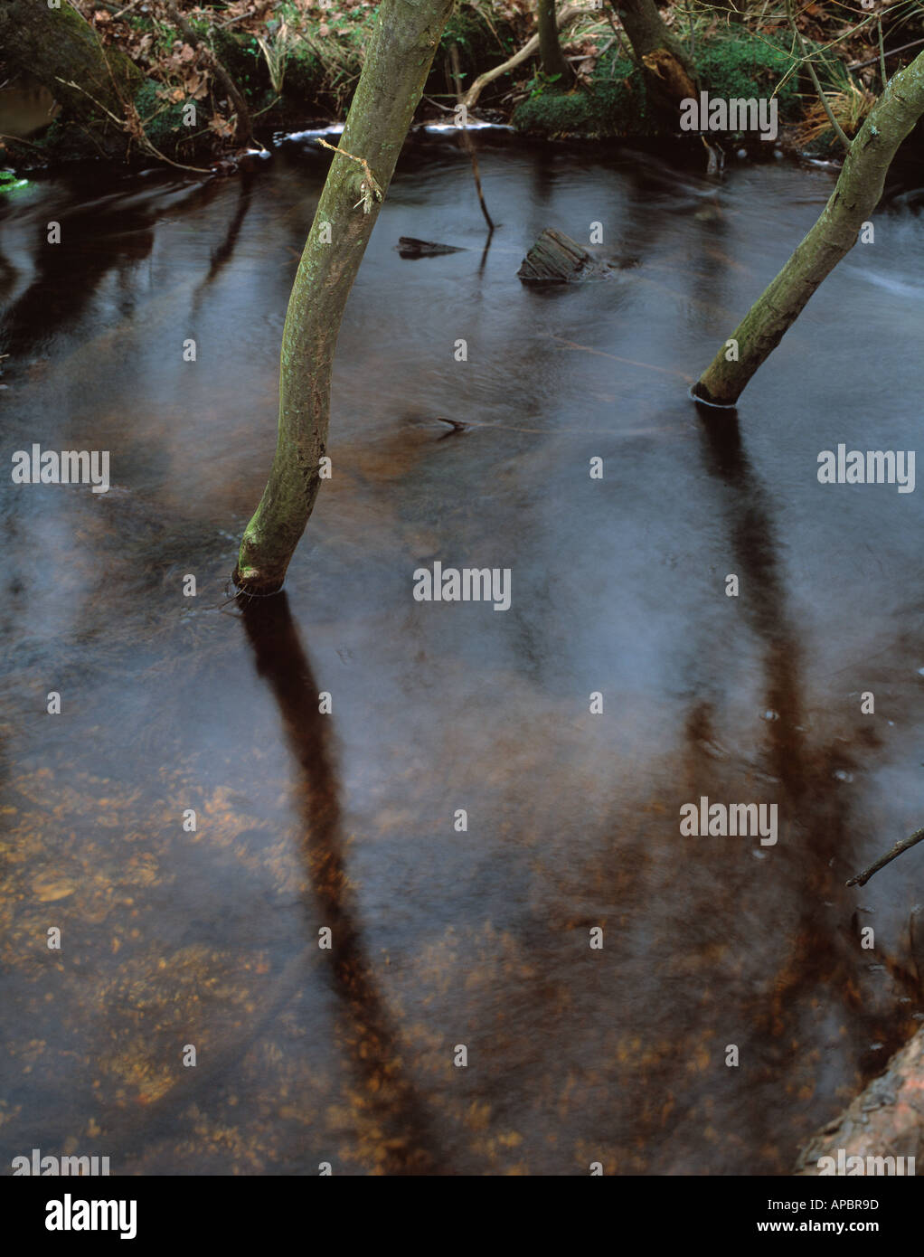 Two trees stood in a stream Rockford Common NewForest UK Stock Photo ...